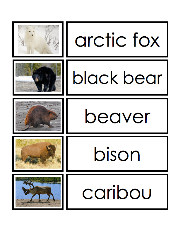 Northern Canada Forest Animals Picture-Word Matching Cards - Digital P ...