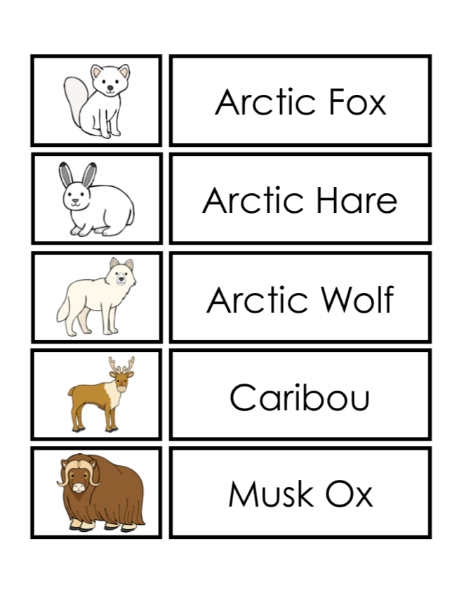 Arctic Animals Matching Cards - Digital Product – White Fox Learning