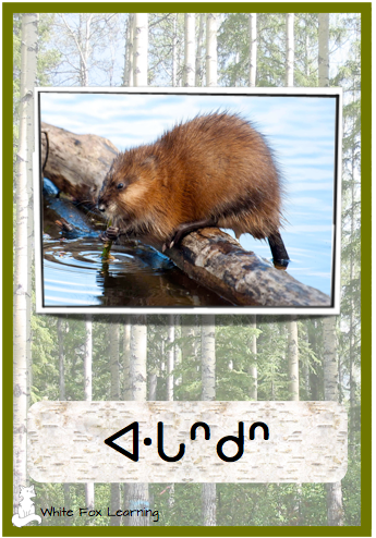 Angry Muskrat